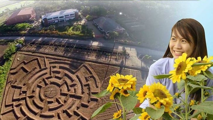 sunflower maze ph - TripZilla