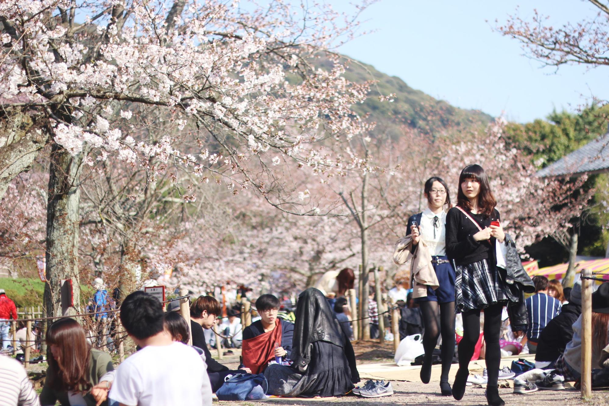 Kyoto in Spring: 11 Incredible Sights, Foods & Events Not to Miss