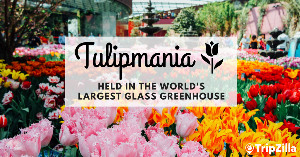TULIPMANIA (3) - TripZilla